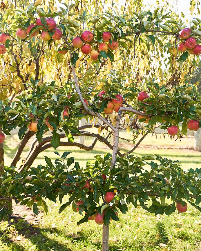 Mt Ida Eco Cabin - for one couple - Cabin for Rent in Heathcote ...