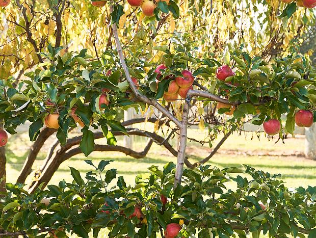 Magical Mt Ida - Adventure by Daniel in Heathcote, Goldfields, VIC, AU ...