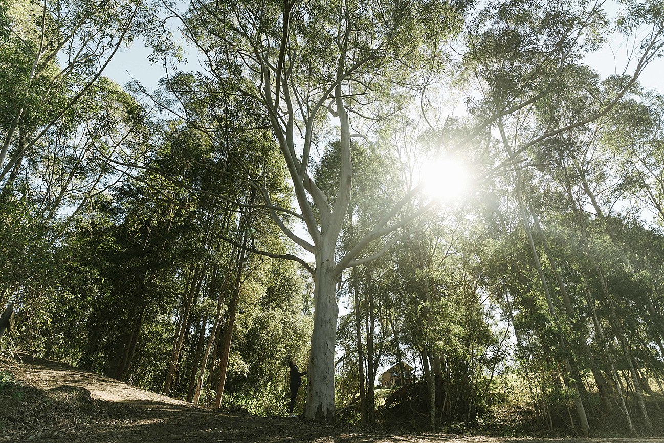 100+ year old tree | Riparide