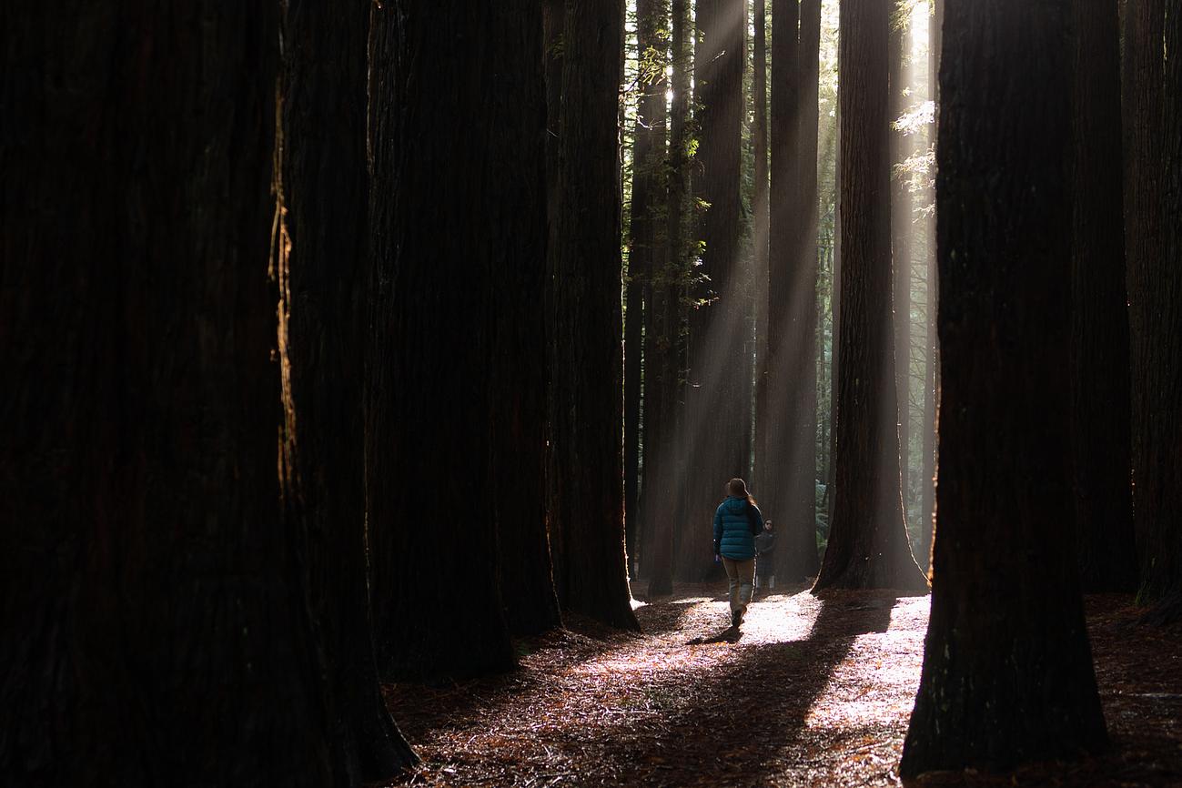 Californian Redwood Forest | Riparide