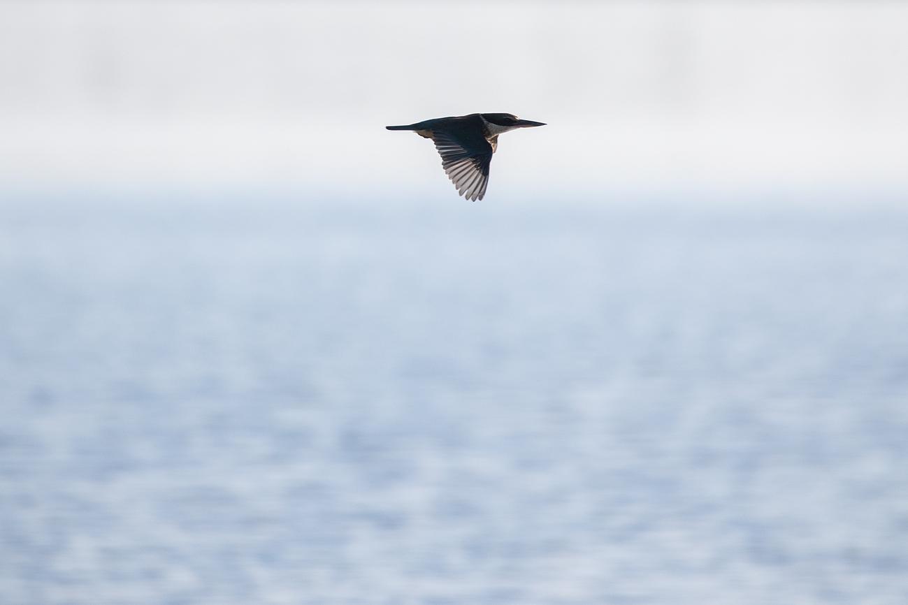 Bird watching at Te puna beach | Riparide