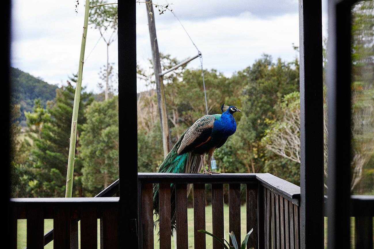 The majestic animals of Nightcap | Riparide