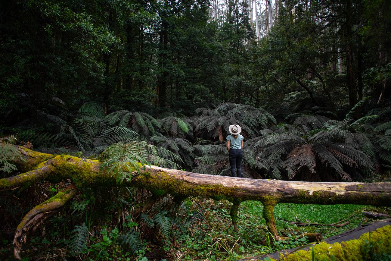 Lookout and Bird Watching | Riparide