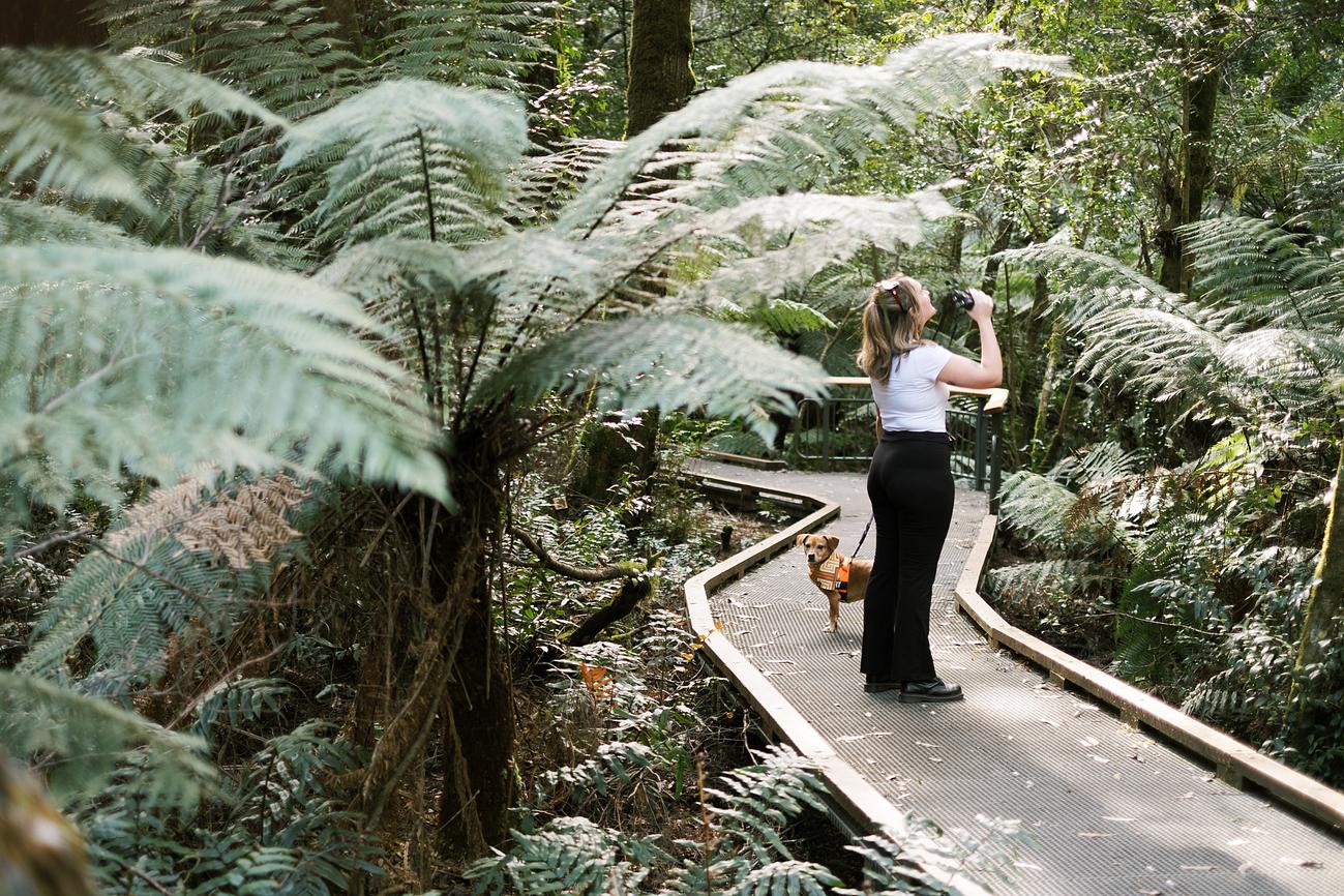 Rainforest Walk | Riparide