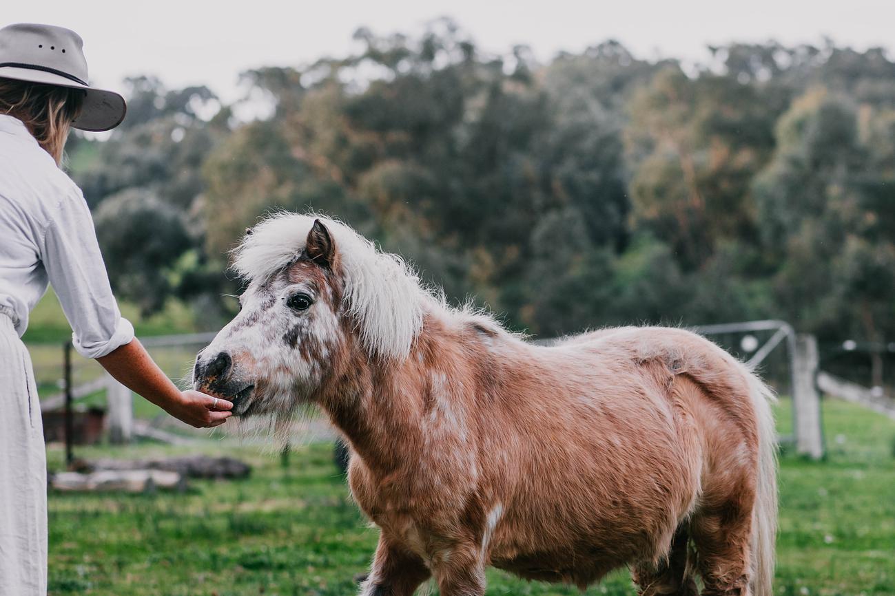 Meet the friendly farm animals | Riparide