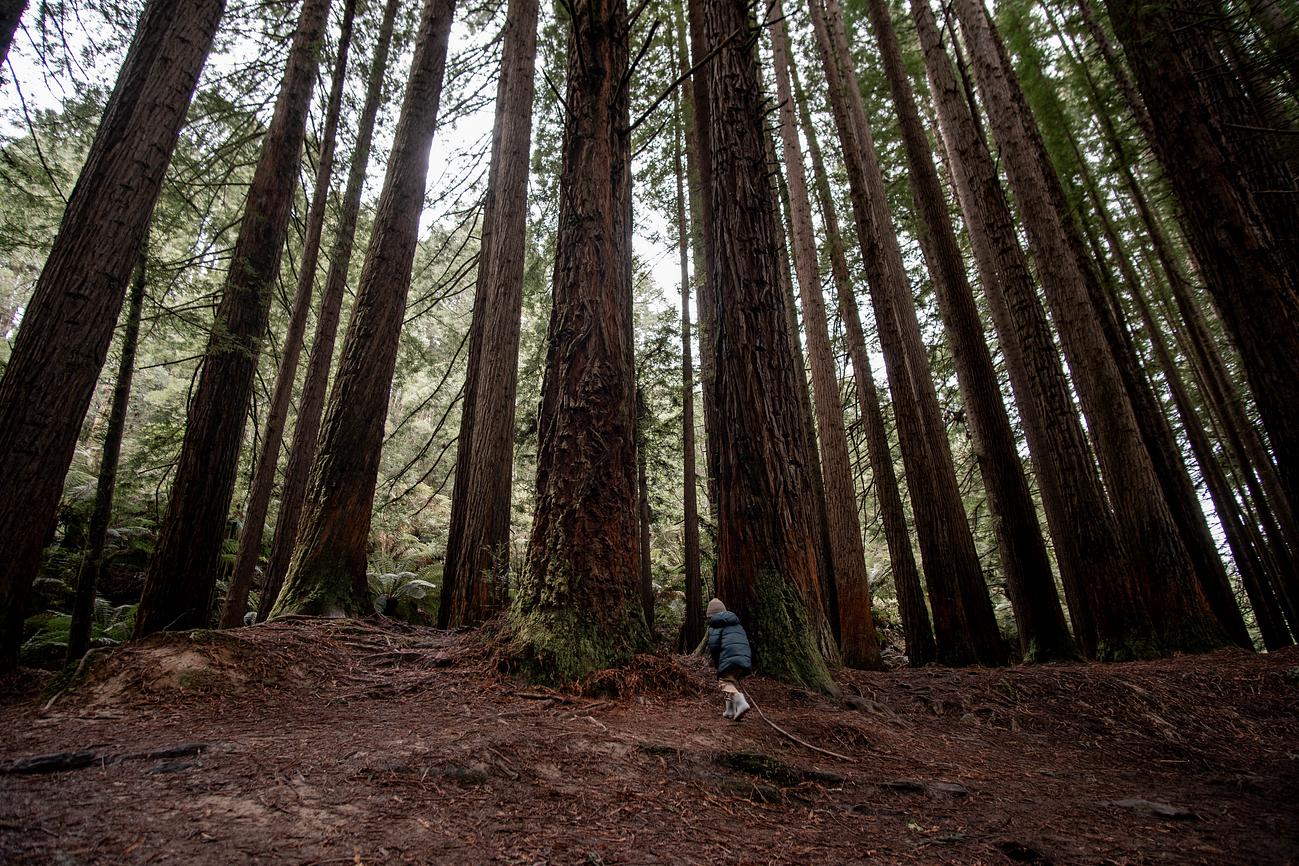 The Redwood Forest | Riparide
