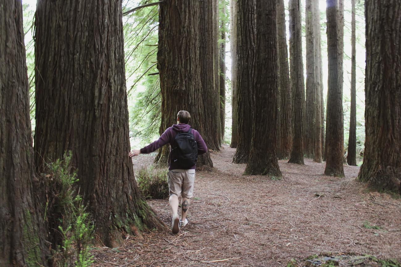 Californian Redwood Forest | Riparide