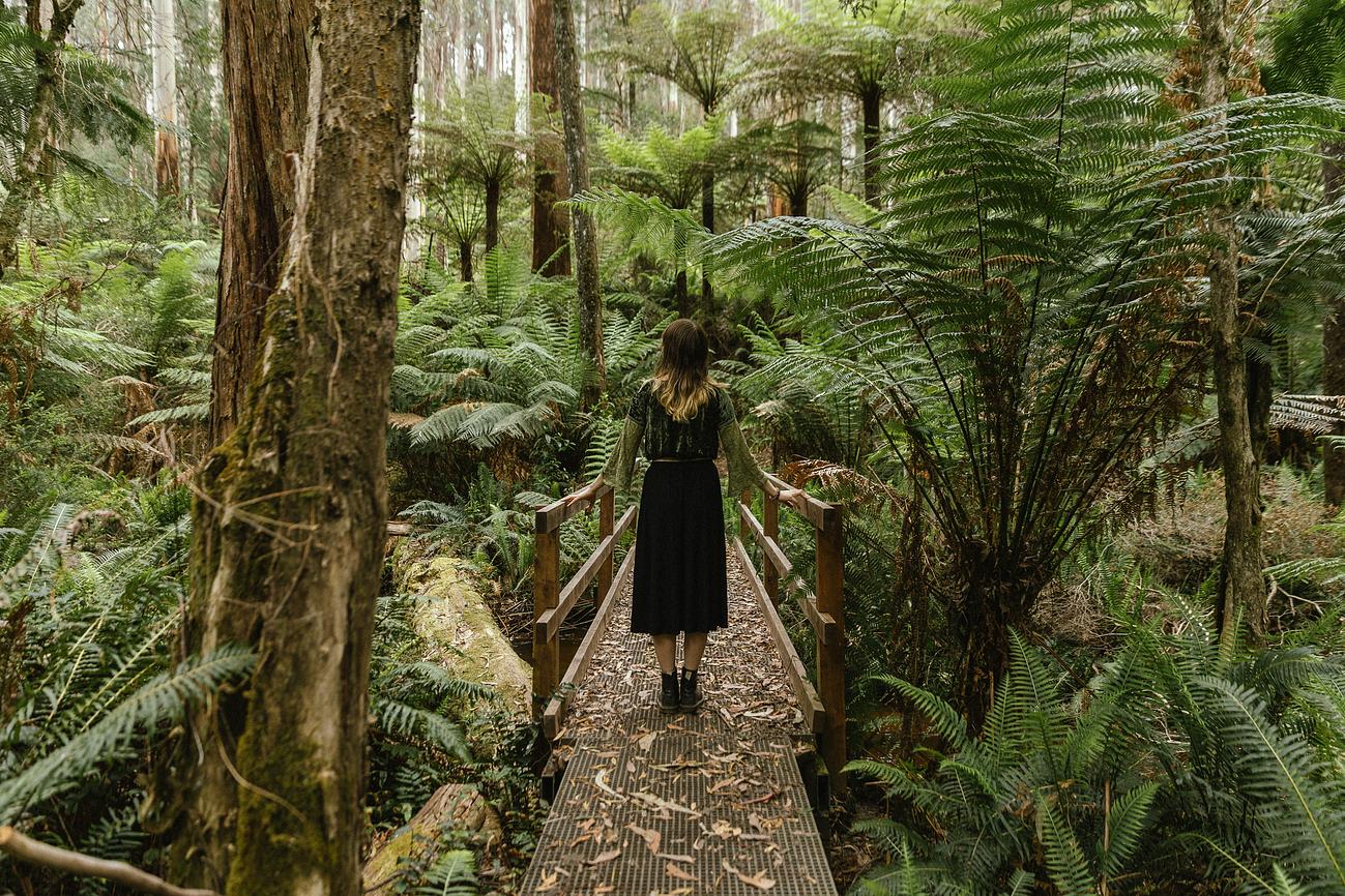 Reids Tramline Walk | Riparide