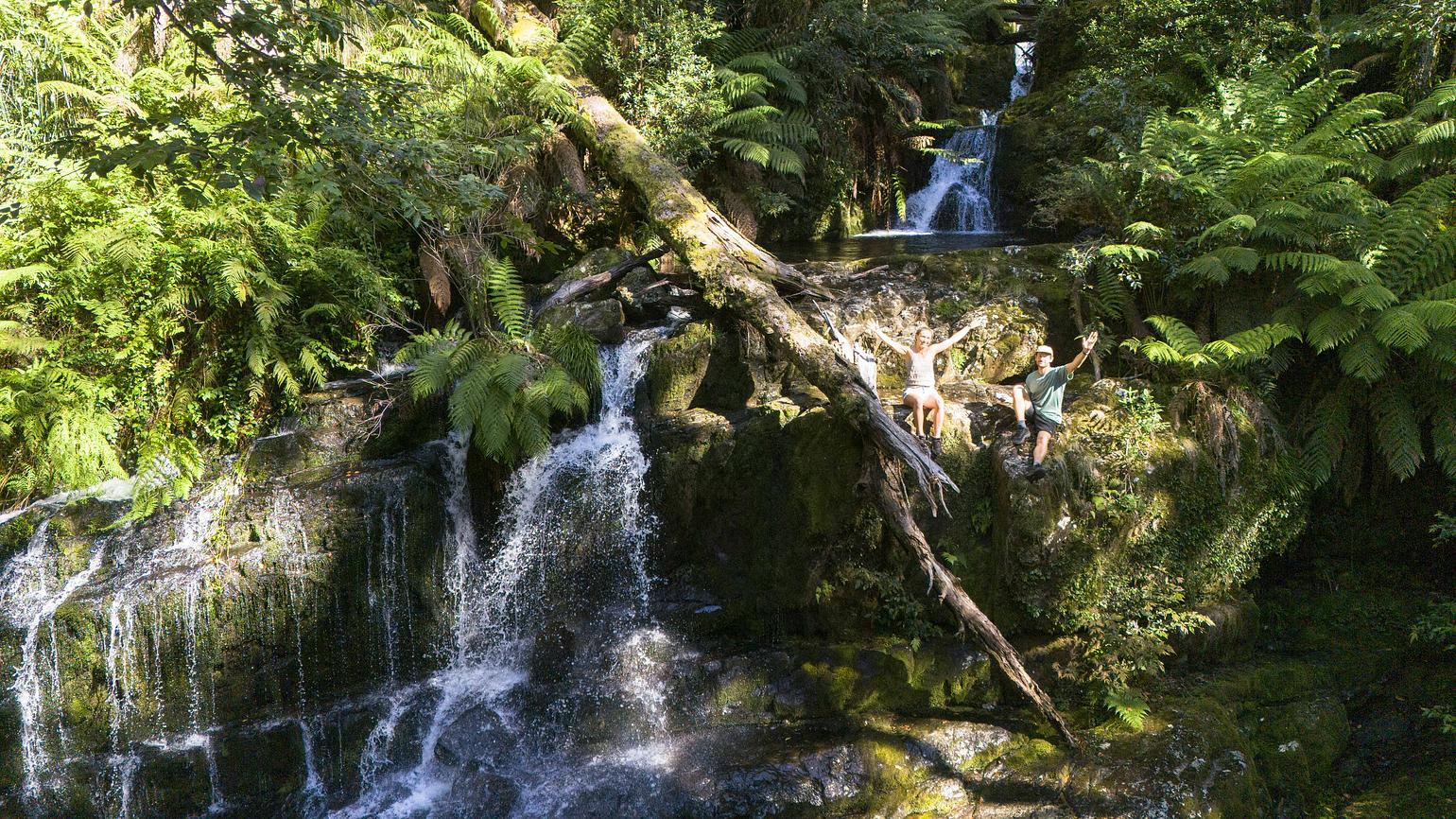 Antarctic Beech Forest walking track 2.5km loop | Riparide