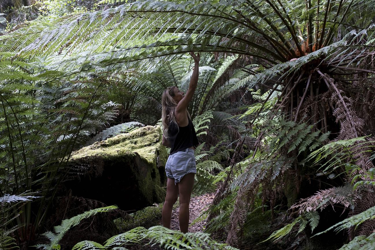 Honeysuckle Forest Track 1km loop | Riparide