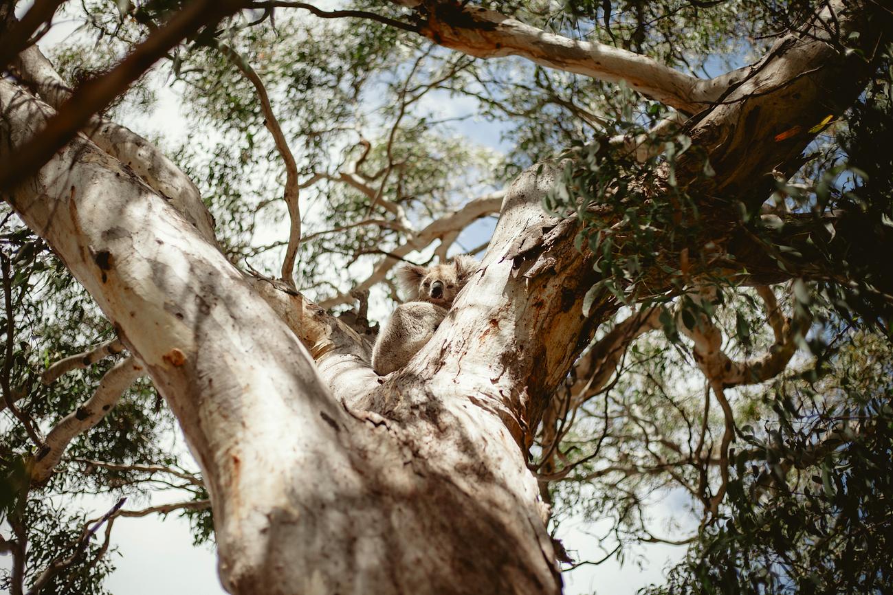 Explore Raymond Island | Riparide