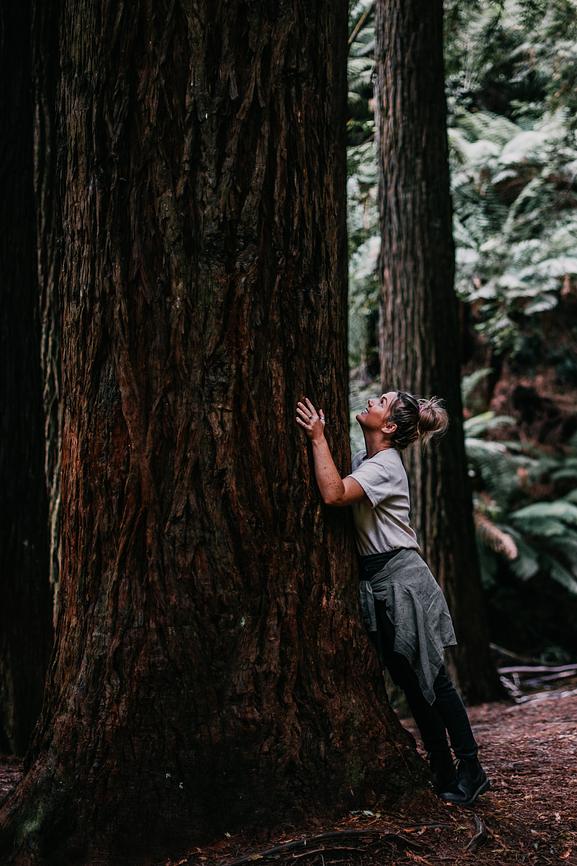 The Redwoods Otways | Riparide