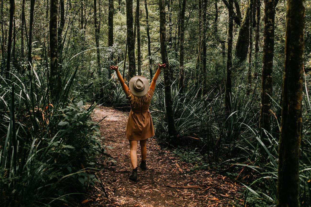 Rainforest Walk | Riparide