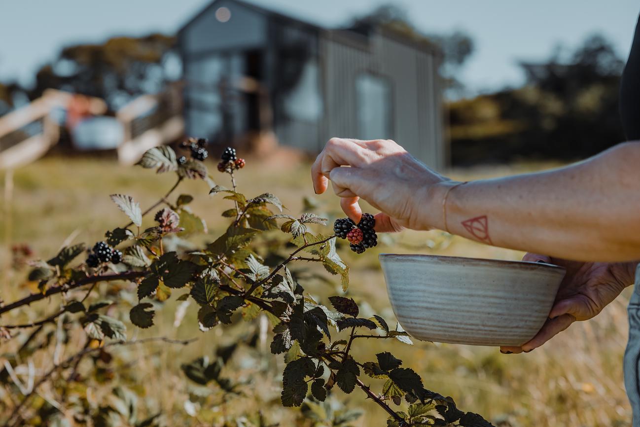 Blackberry picking | Riparide