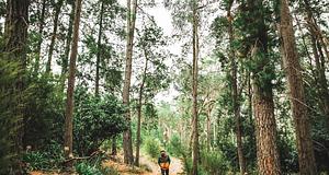 A Truck Retreat in Native Bushland - Adventure by Eva in Healesville, Yarra Valley, VIC, AU ...