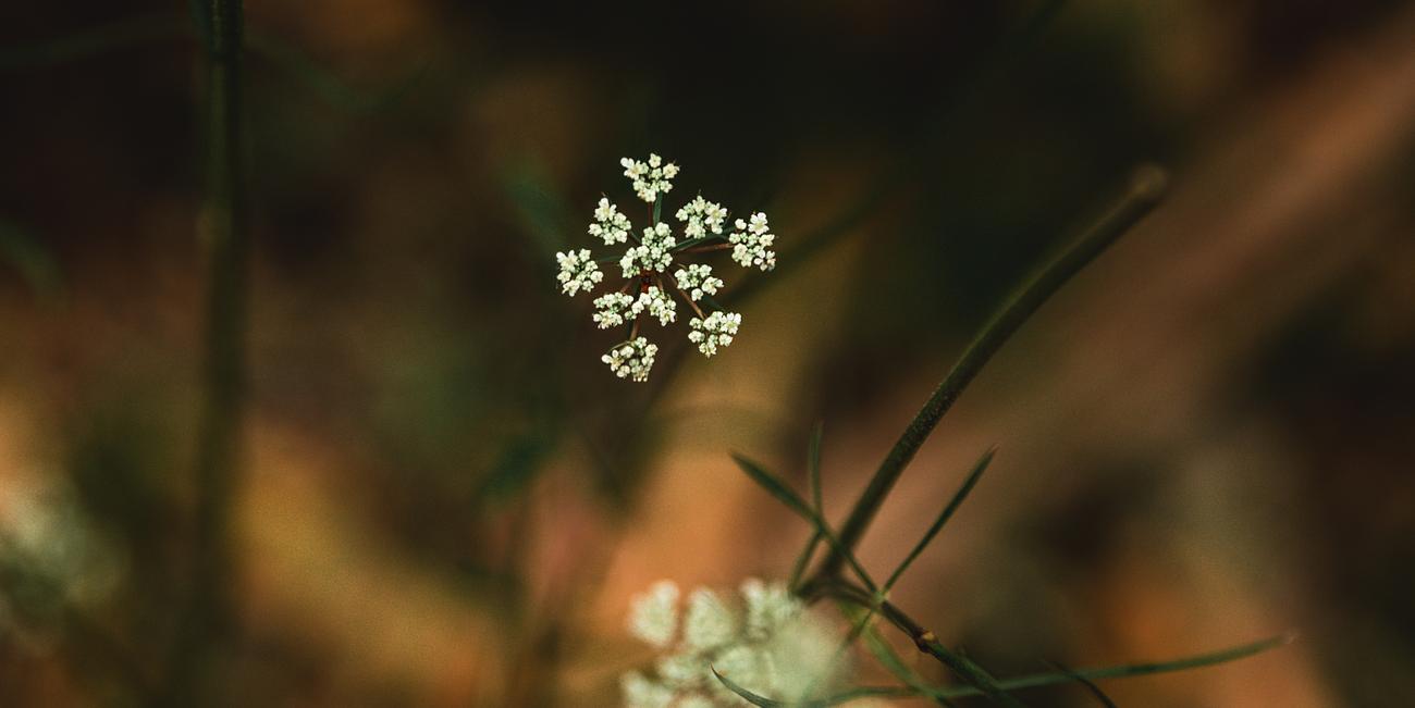 A Truck Retreat in Native Bushland - Adventure by Eva in Healesville, Yarra Valley, VIC, AU ...