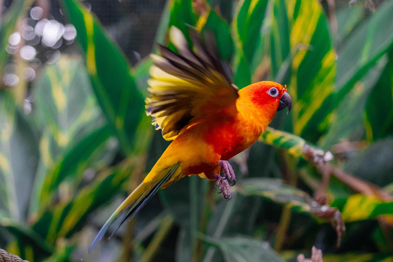 The Parrot Place | Riparide