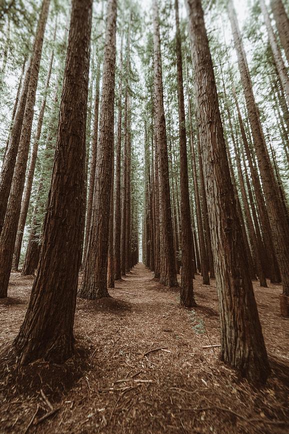 Redwood Forest | Riparide