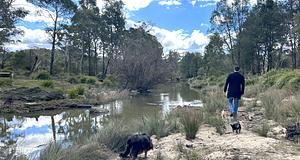Forest bathing at The Vale - Adventure by Sarah in Penrose, Country NSW, NSW, AU | Riparide