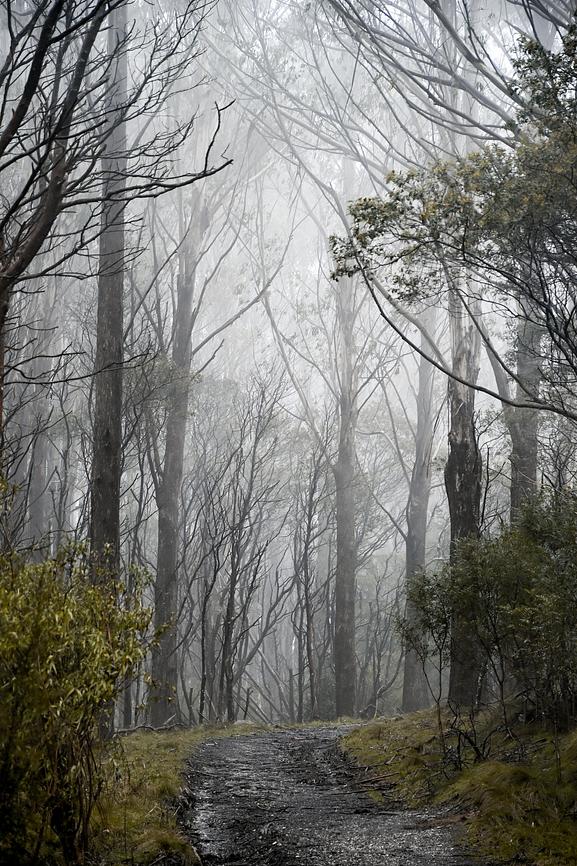 Explore Mount Macedon | Riparide