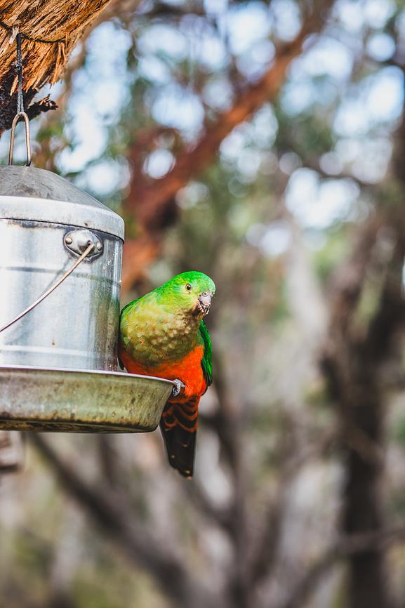 Bird Watching | Riparide