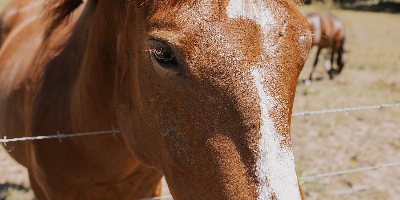 Wild and Seek - Adventure by Danielle in Upper Macdonald, Hunter Valley, NSW, AU | Riparide