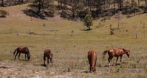 Wild and Seek - Adventure by Danielle in Upper Macdonald, Hunter Valley, NSW, AU | Riparide