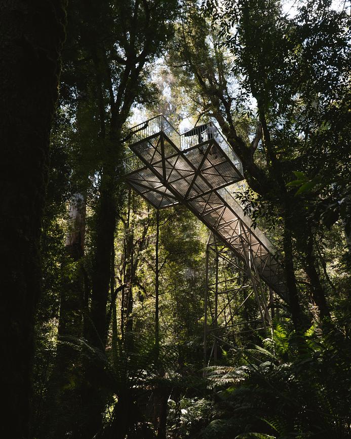 Rainforest Gallery Walk | Riparide