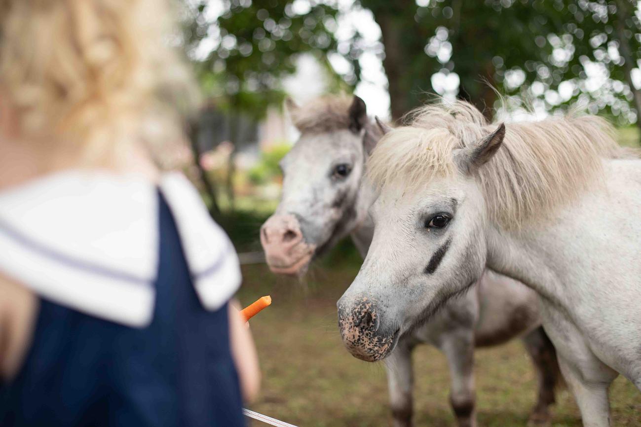 Feed the miniture pony | Riparide