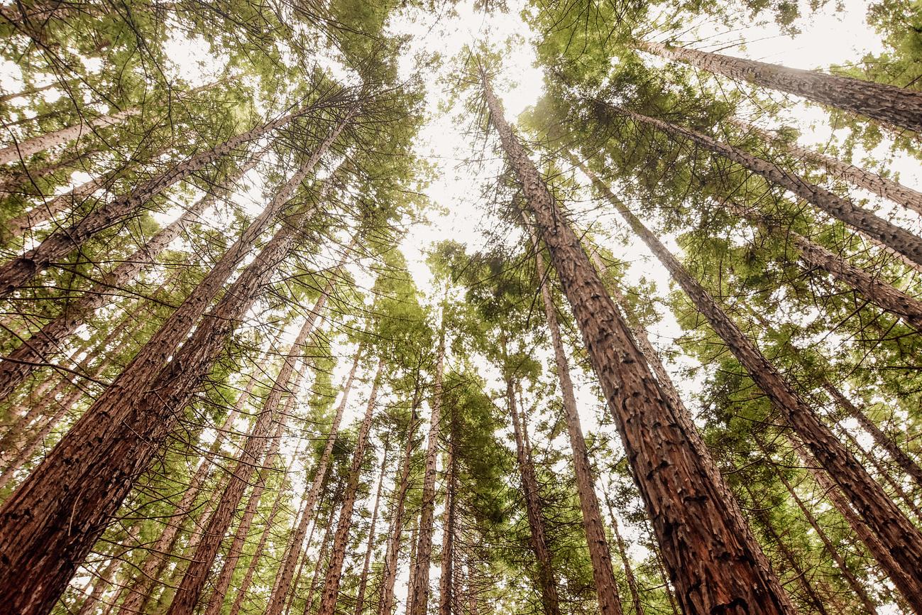 Redwood Forest | Riparide