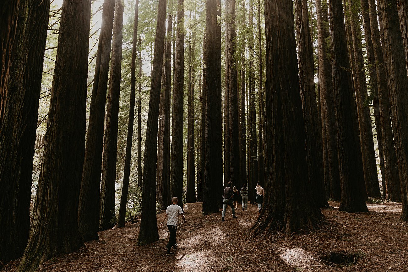 Californian Redwoods in the Otways | Riparide