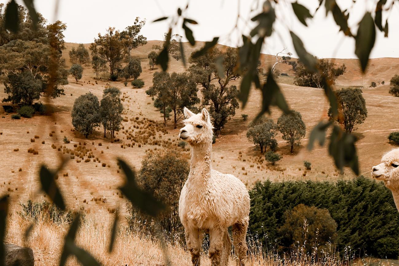 Meet Daisy Hill's residents | Riparide