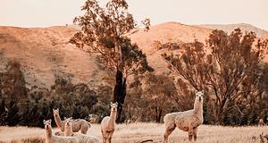 How's the Serenity at Daisy Hill - Adventure by Saskia in Bonnie Doon, High Country, VIC, AU ...