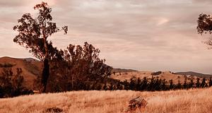 How's the Serenity at Daisy Hill - Adventure by Saskia in Bonnie Doon, High Country, VIC, AU ...