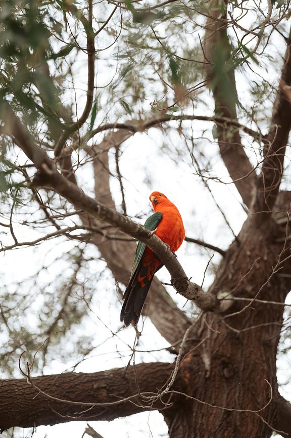 Bird watching | Riparide