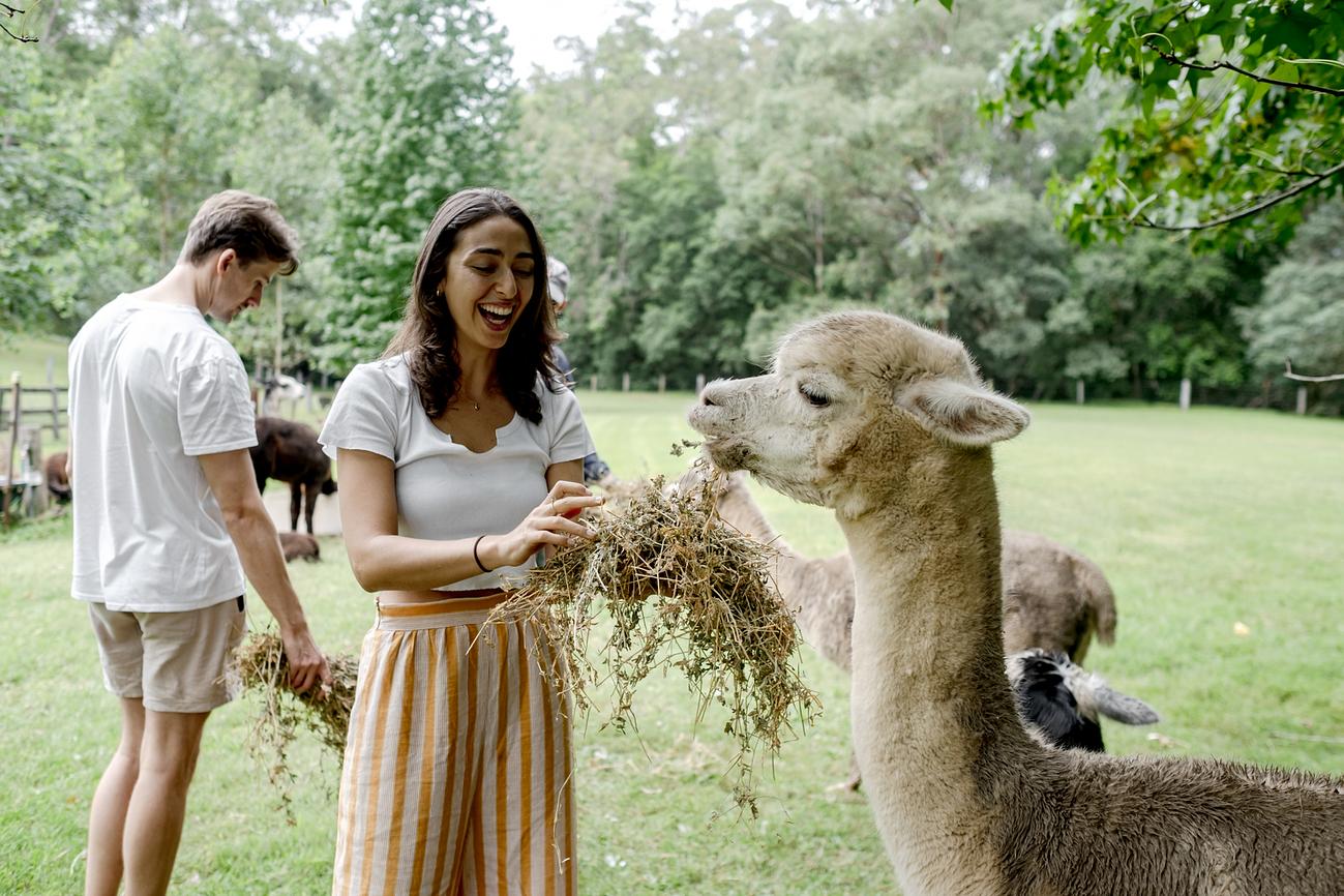 The Alpaca Farm | Riparide