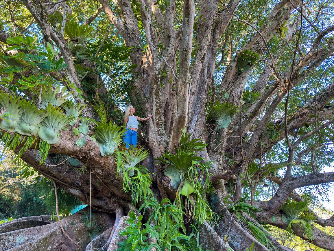 Fig tree loving | Riparide