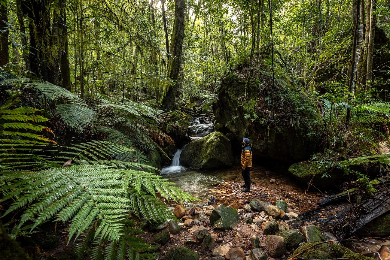 Coachwood Glen Nature Trail | Riparide