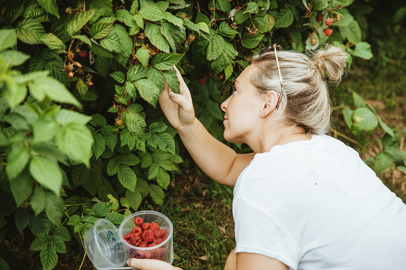Pennyroyal Raspberry Farm | Riparide