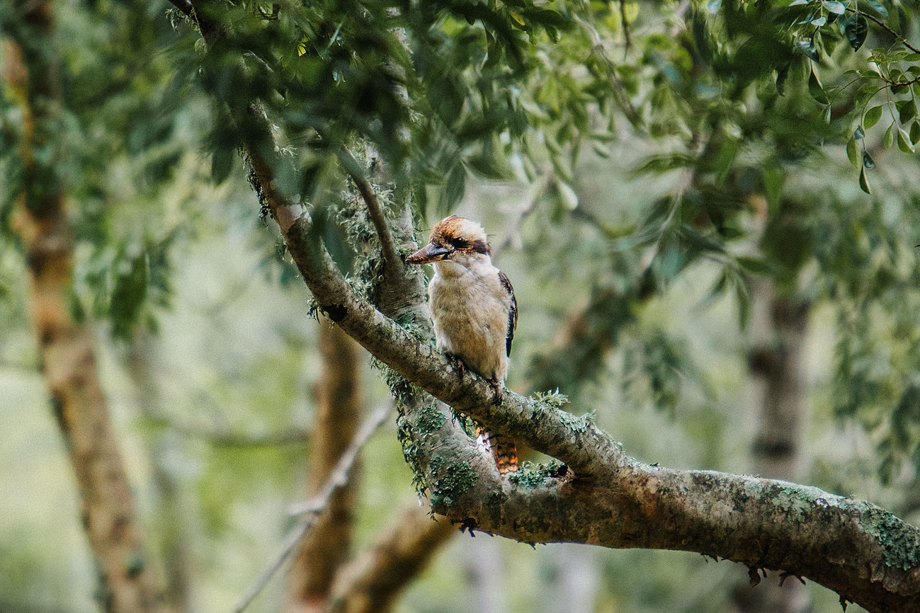 Bird Watching | Riparide