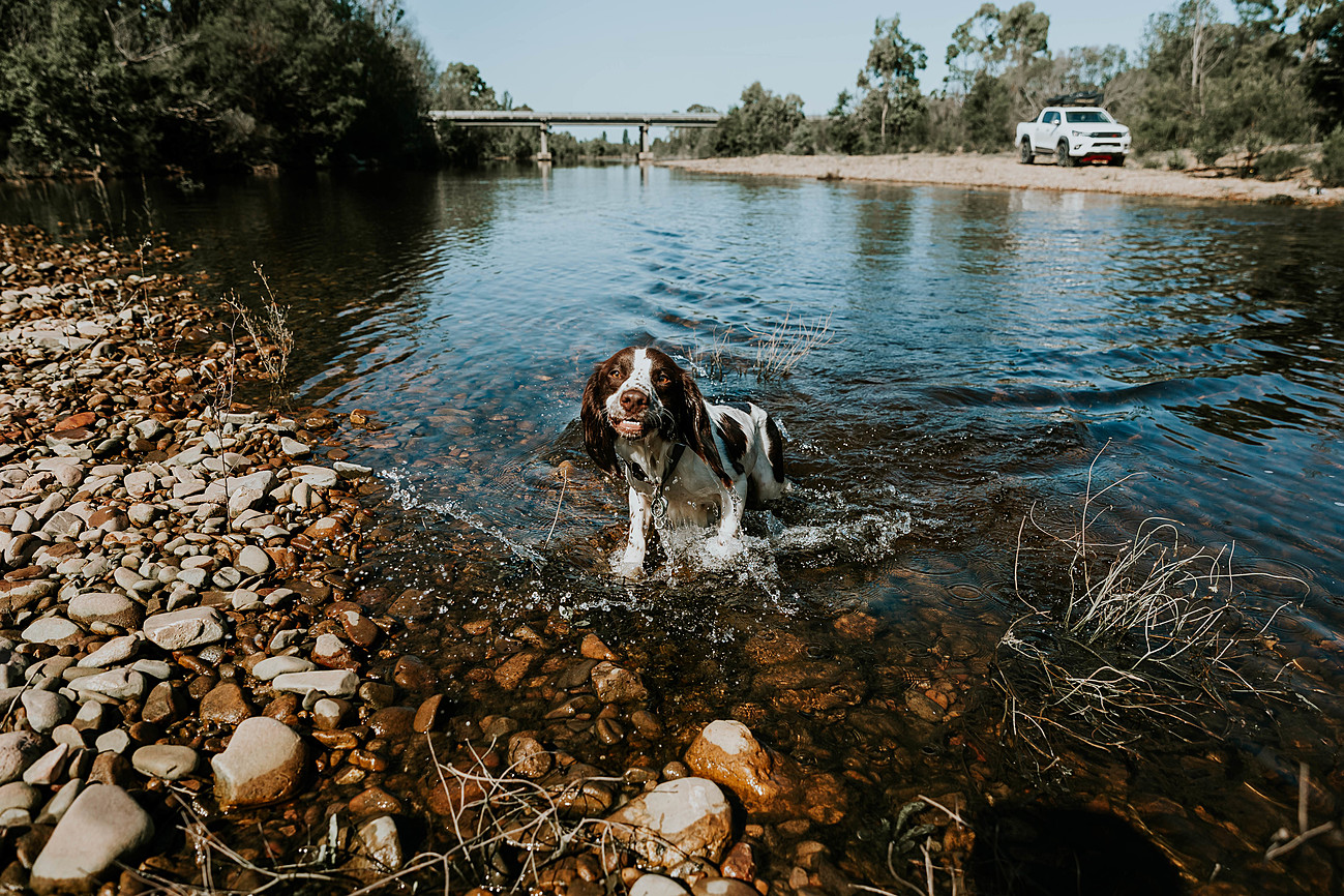 Freestone Creek | Riparide
