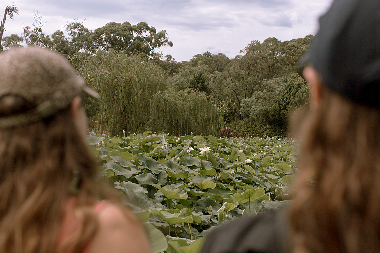 Blue Lotus Water Garden | Riparide