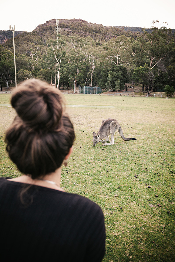 Kangaroo Park | Riparide