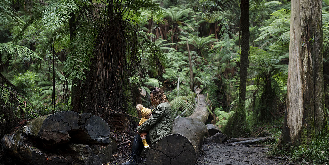 Tall Timber - Adventure by Jesse in Sassafras, Dandenong Ranges, VIC, AU | Riparide