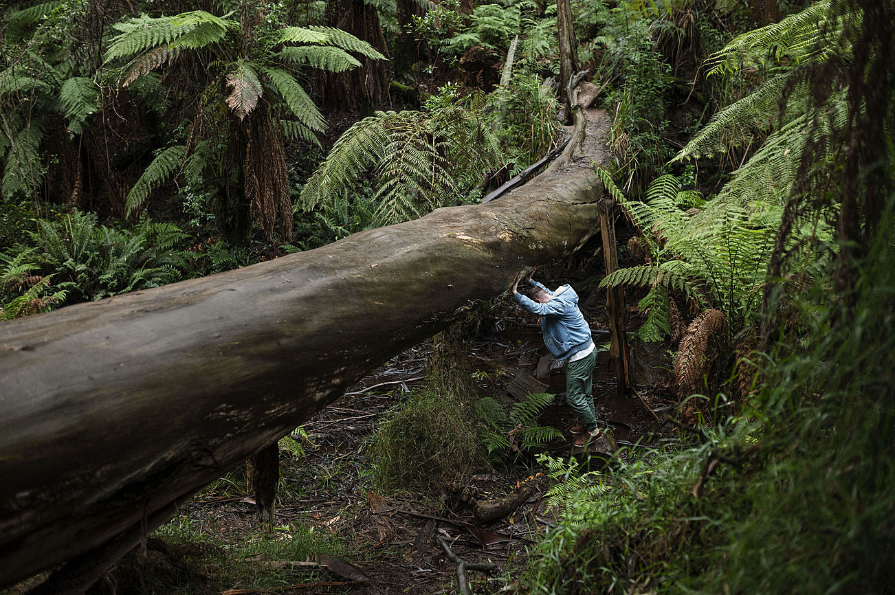 Tall Timber - Adventure by Jesse in Sassafras, Dandenong Ranges, VIC, AU | Riparide