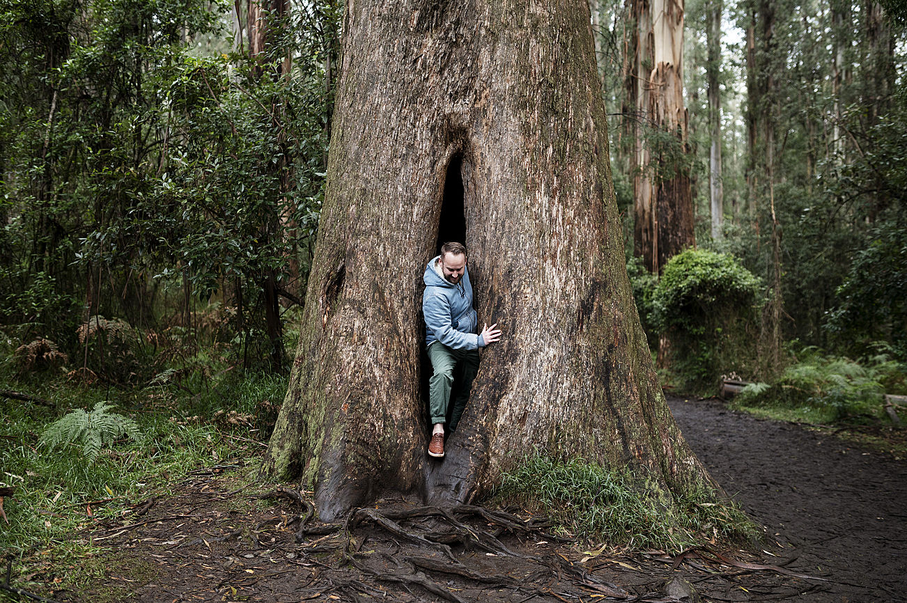 Tall Timber - Adventure by Jesse in Sassafras, Dandenong Ranges, VIC, AU | Riparide