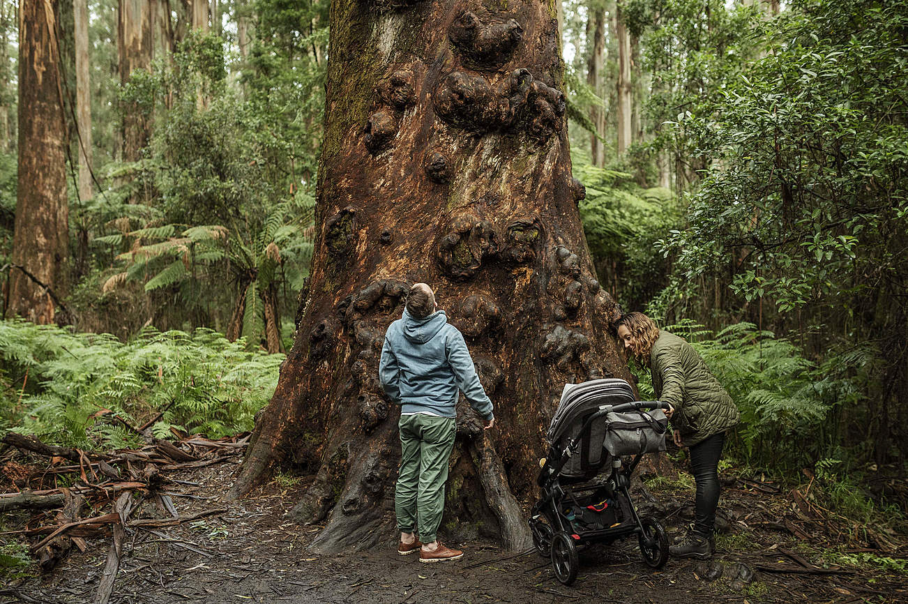 Tall Timber - Adventure by Jesse in Sassafras, Dandenong Ranges, VIC, AU | Riparide