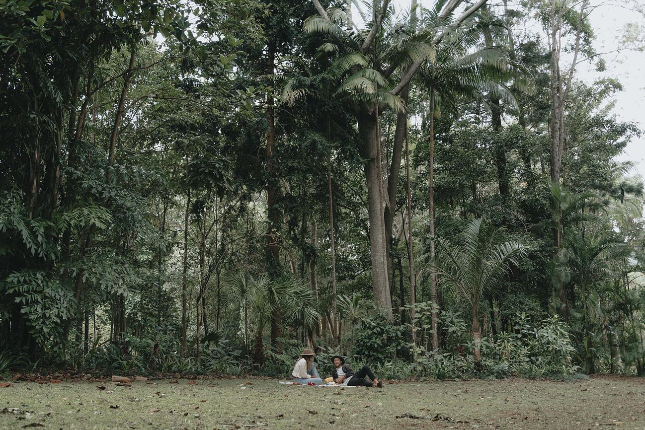 Picnic In The Rainforest | Riparide