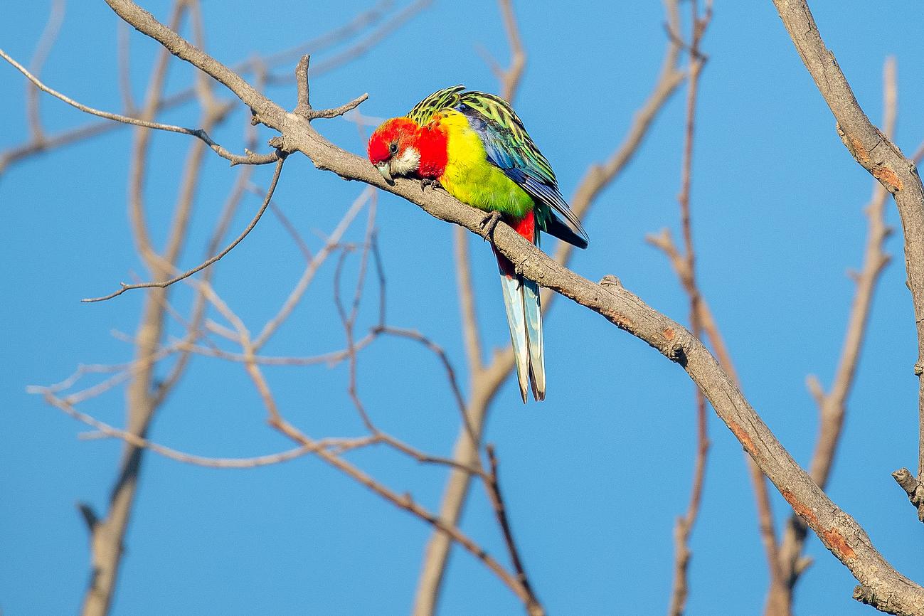 Bird Watching | Riparide