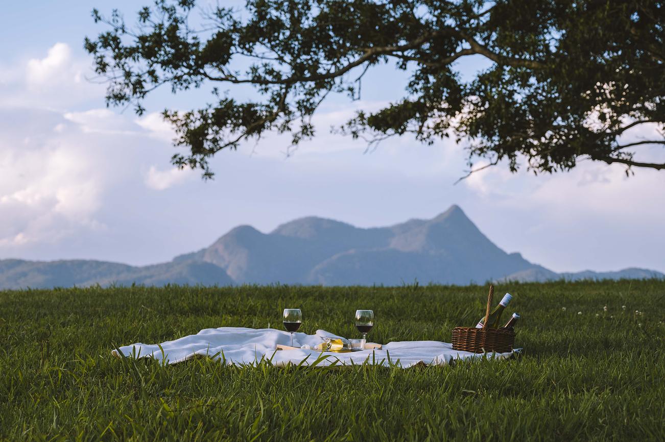 Sunset Picnic Under the Fig Tree | Riparide